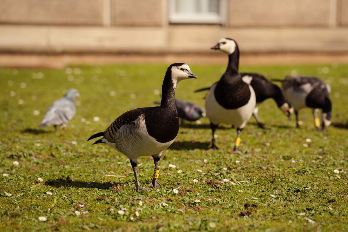 Long Boi - About the University, University of York