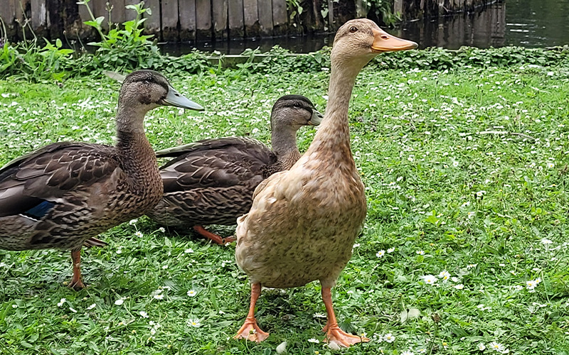 Long Boi - About the University, University of York