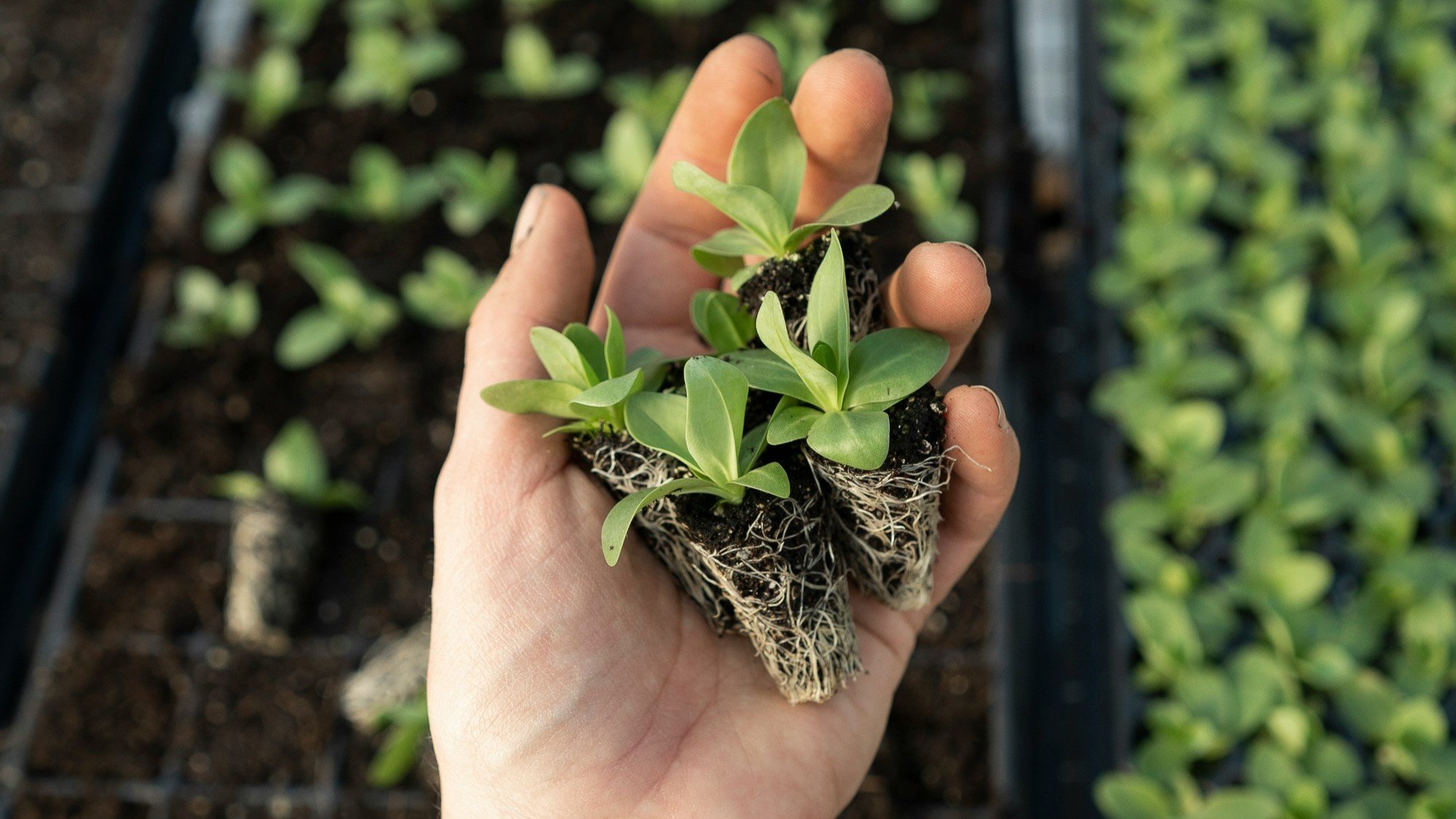 How do we fix our food system by 2050? - Events, University of York
