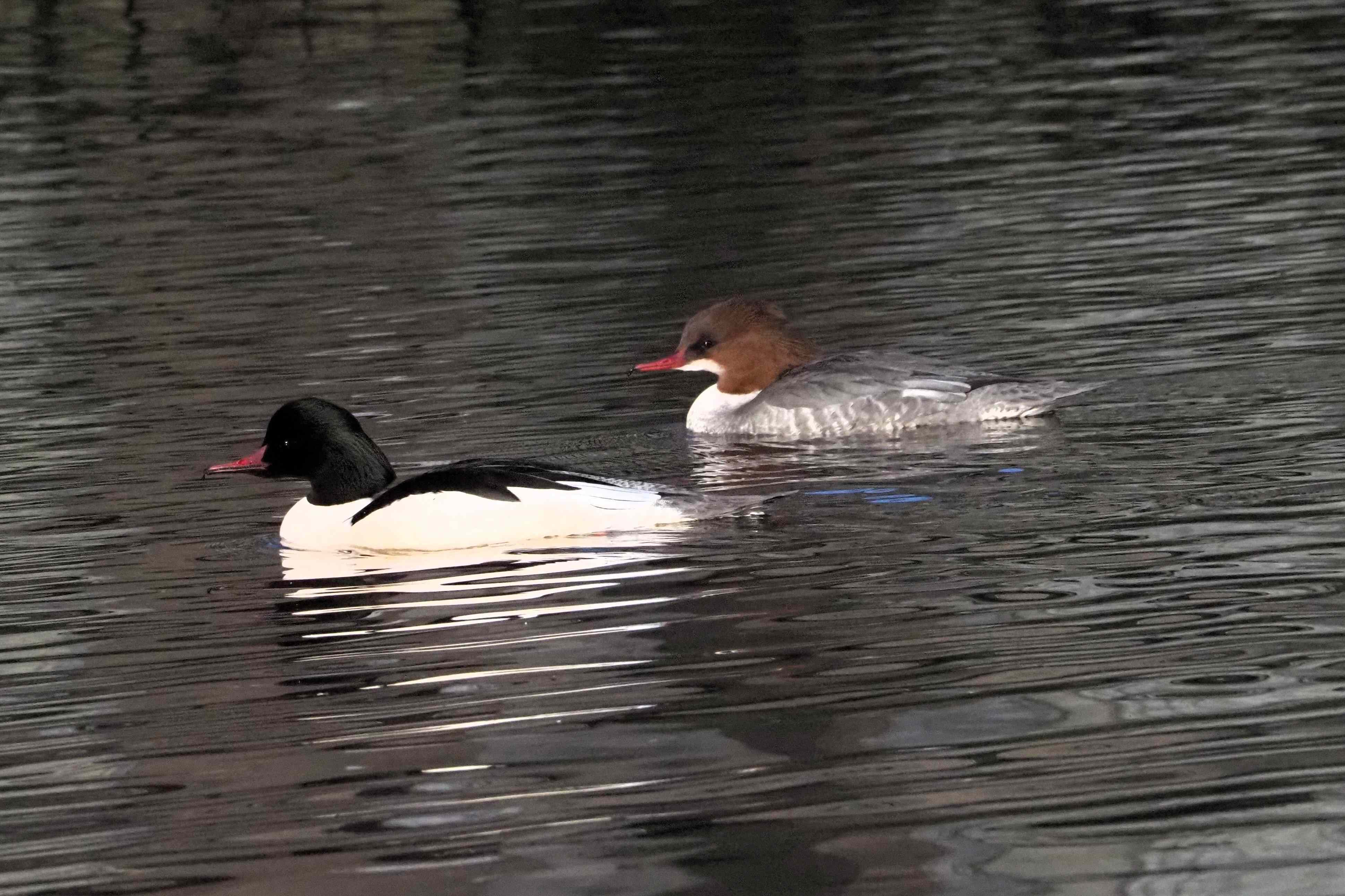 Sustainability - Sustainability, University of York