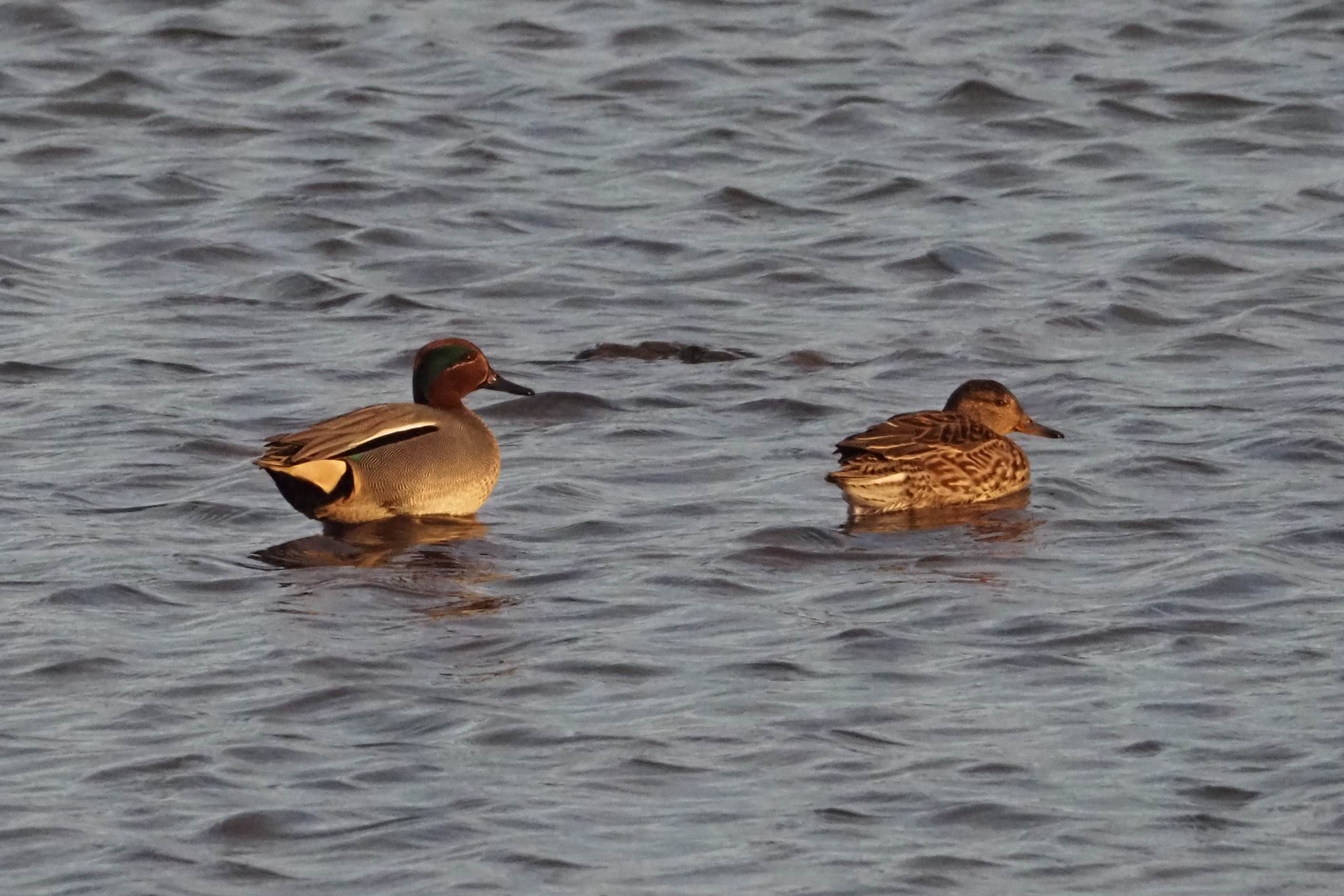 Sustainability - Sustainability, University of York