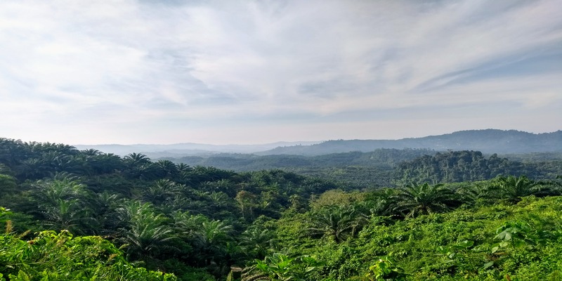 Pathways to successful conservation management in oil palm landscapes ...
