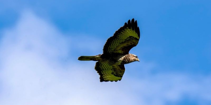 Eagle Folklore - Leverhulme Centre for Anthropocene Biodiversity ...