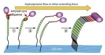 Peter Lipke - Department of Biology, University of York