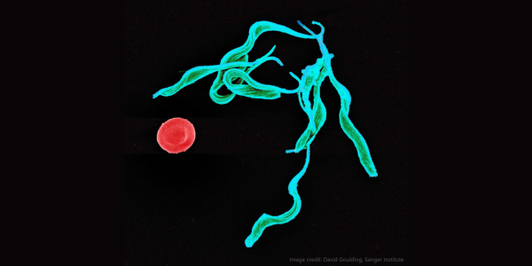 Parasites@York - York Biomedical Research Institute, University of York