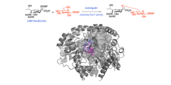 New enzyme discovered in bacteria makes unusual sugar linkages ...