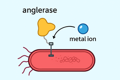 New protein search method reveals hidden metalloproteins in bacteria ...