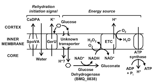 Putting energy metabolism back into bacterial spore germination ...