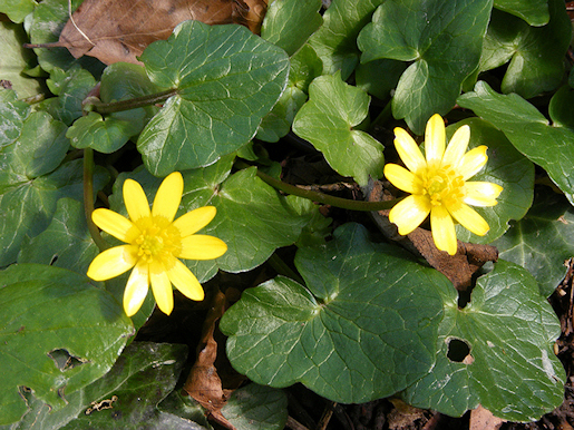 Plants - Centre for Lifelong Learning, University of York