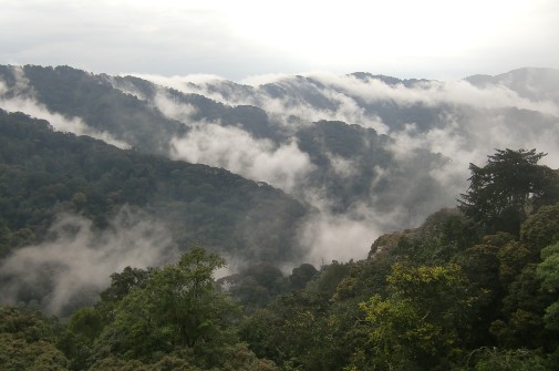 Tropical forests in Africa’s mountains store more carbon than ...