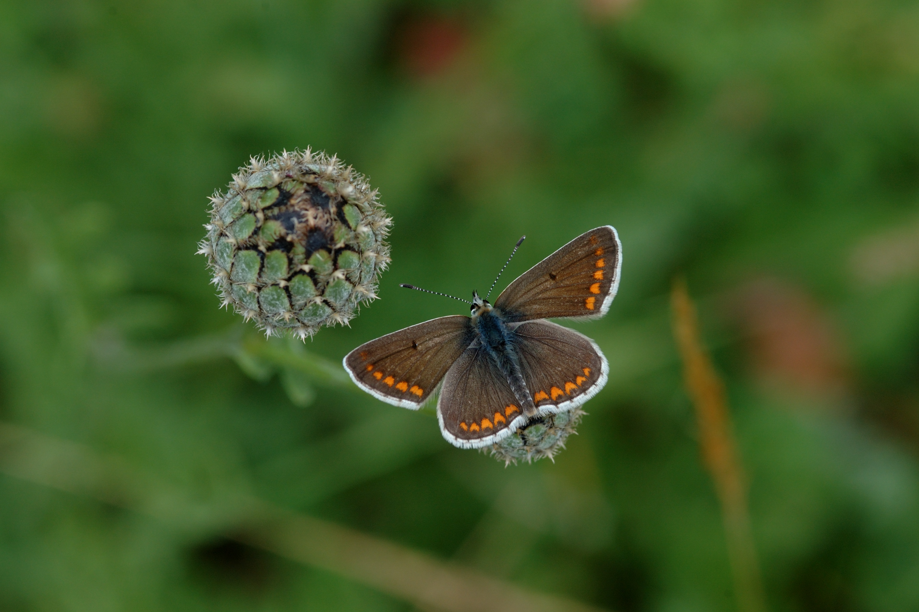 Brown Argus gallery - News and events, University of York