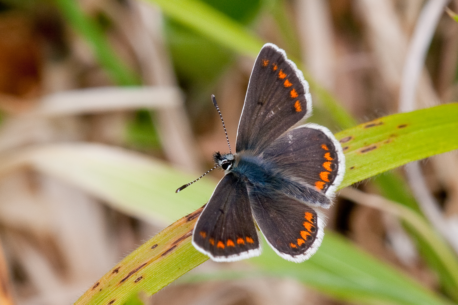 Brown Argus gallery - News and events, University of York