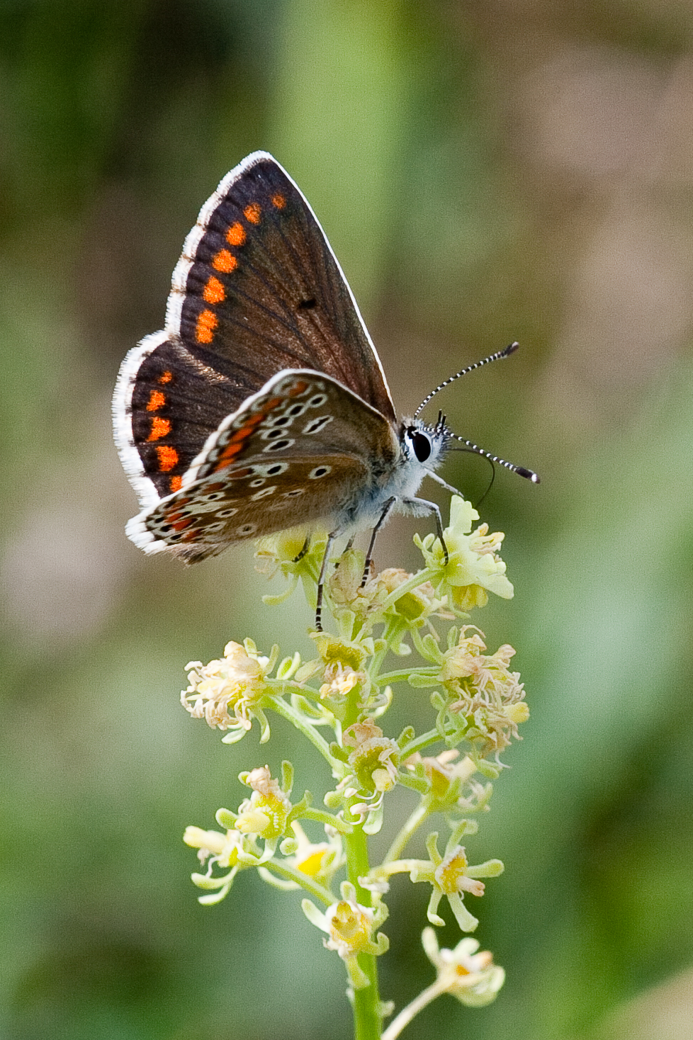 Brown Argus gallery - News and events, University of York