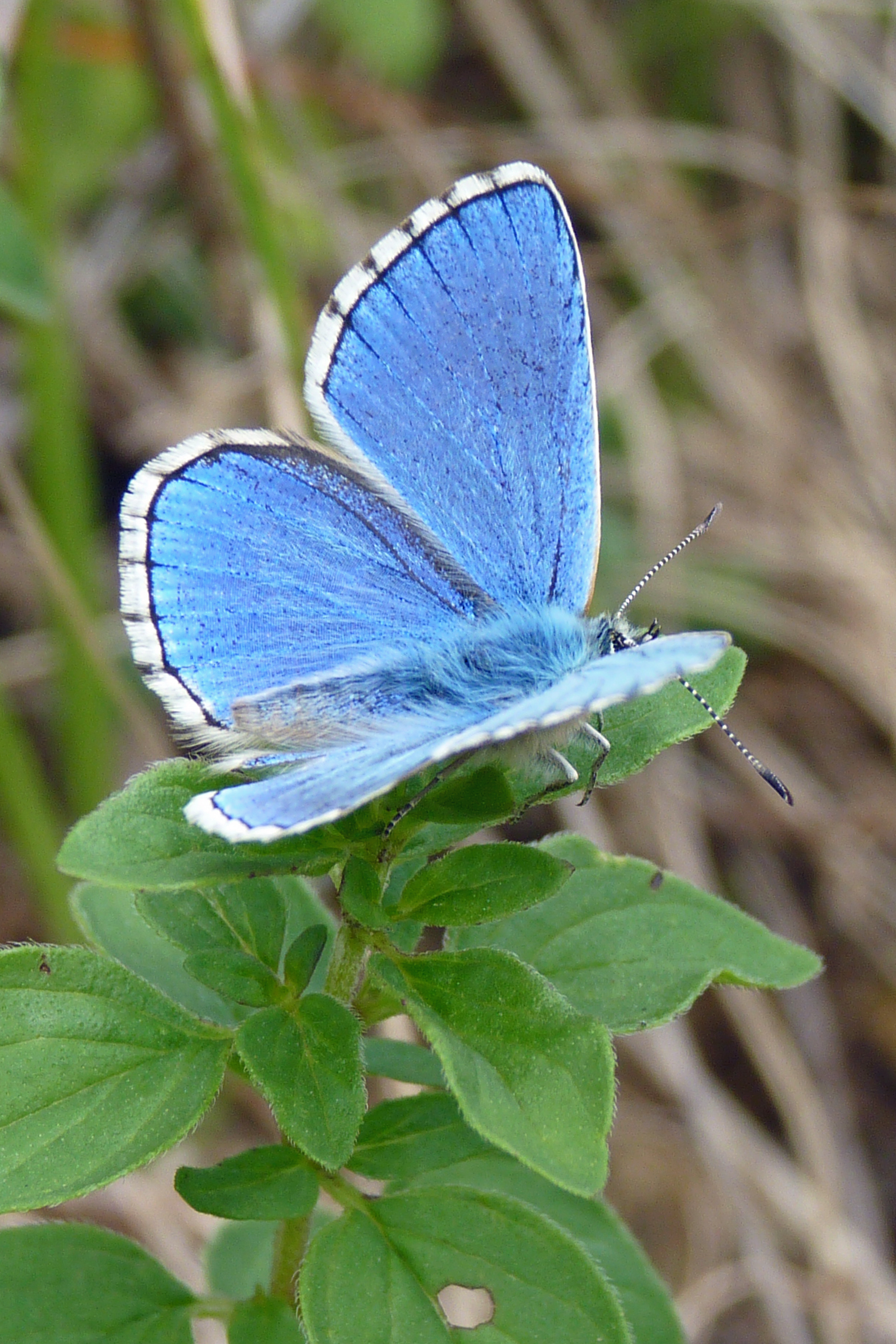 Species images - News and events, University of York