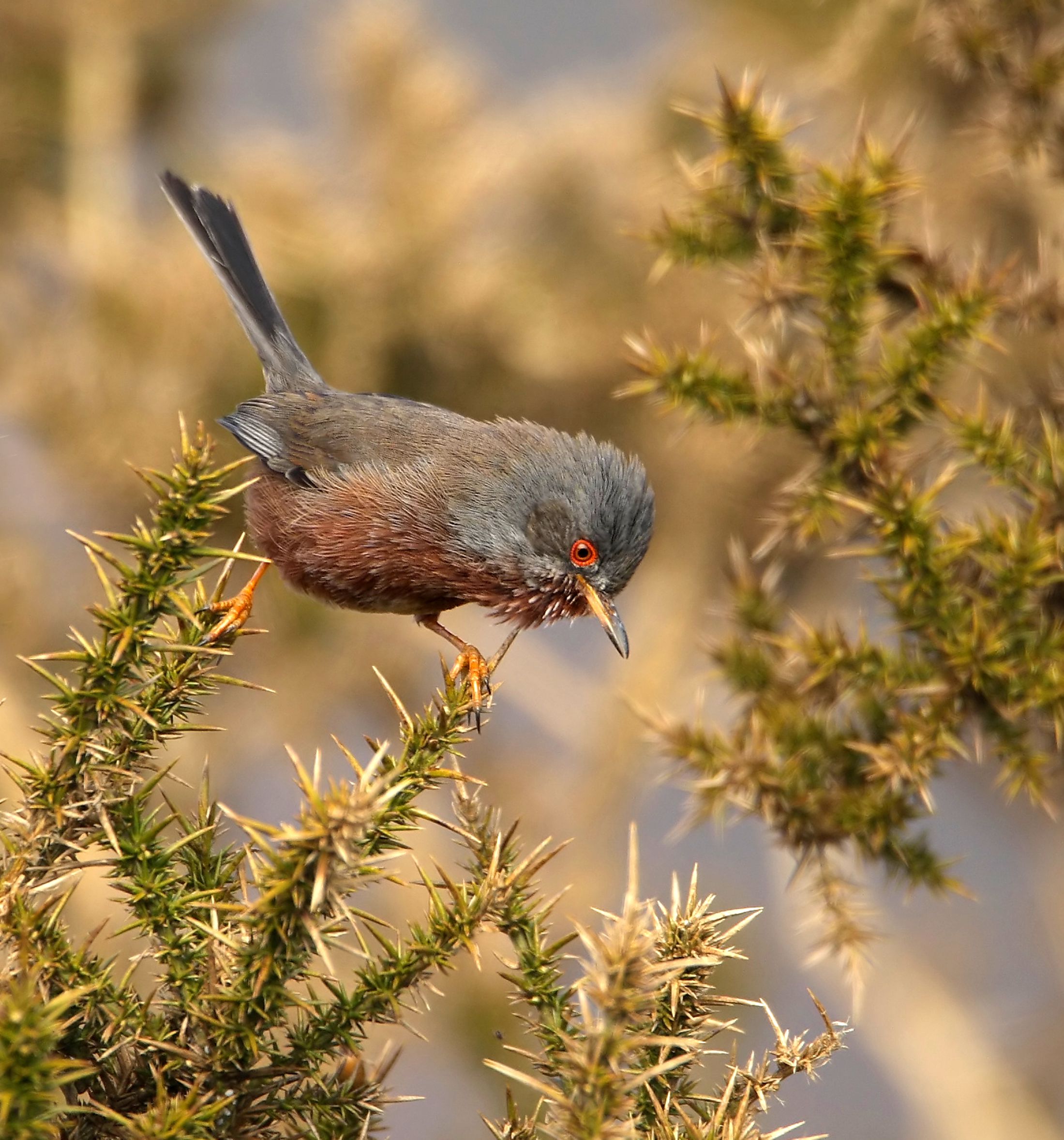 Species images - News and events, University of York