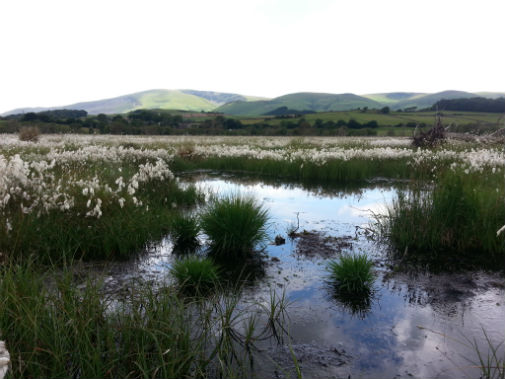 Microclimates may provide wildlife with respite from climate change ...