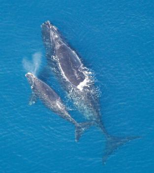 Ancient bones reveal two whale species lost from the Mediterranean Sea ...