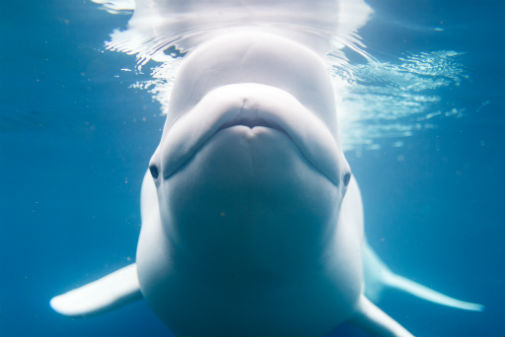 Beluga whales and narwhals go through menopause - News and events ...