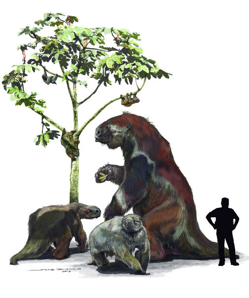 Sloth Family Tree - Department of Archaeology, University of York
