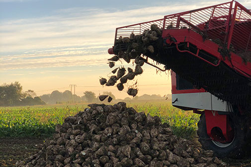 Funding boost for sugar beet project - News and events, University of York