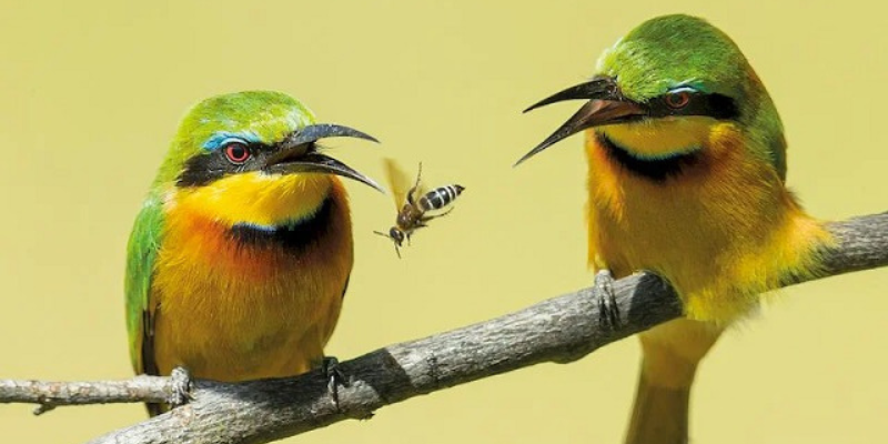 Ask the Author: 101 Curious Tales of East African Birds - News and ...