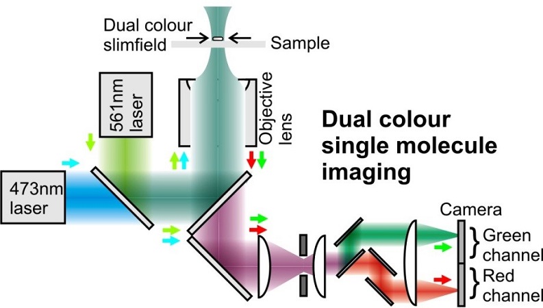 Single-Molecular BioPhysics - School of Physics, Engineering and ...