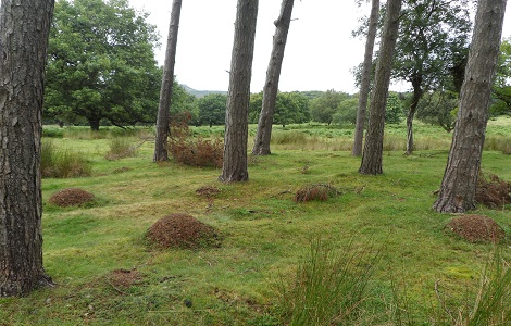 Ants share for success - Research, University of York