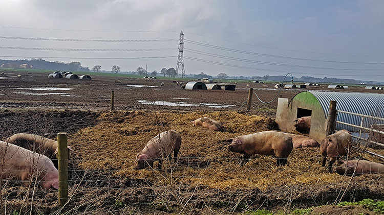 The crucial link between air pollution and biodiversity loss ...