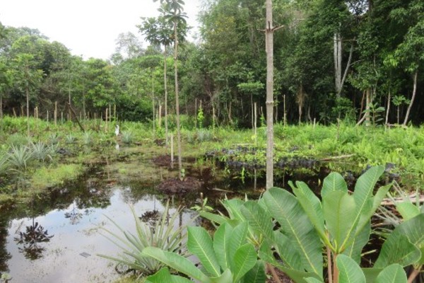 Local community involvement crucial to restoring tropical peatlands ...