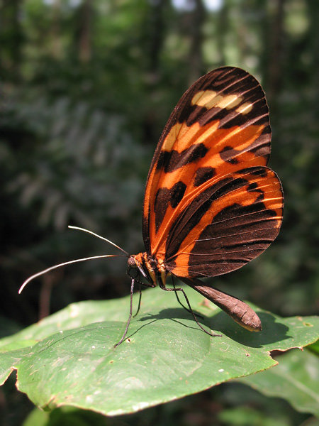 The Dasmahapatra Group - Research