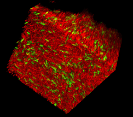 Biofilm homepage