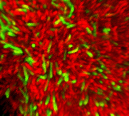 Biofilm homepage
